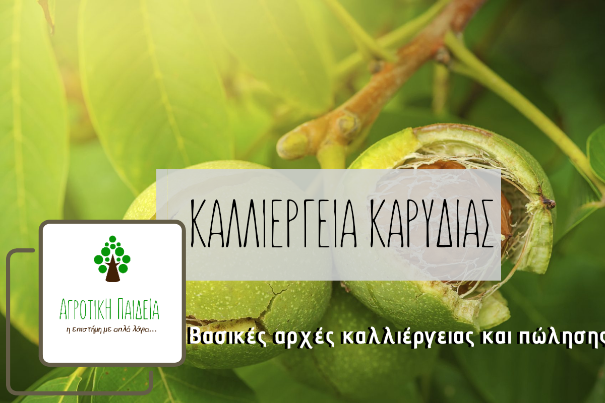 Βασικές αρχές καλλιέργειας και πώλησης του καρυδιού
