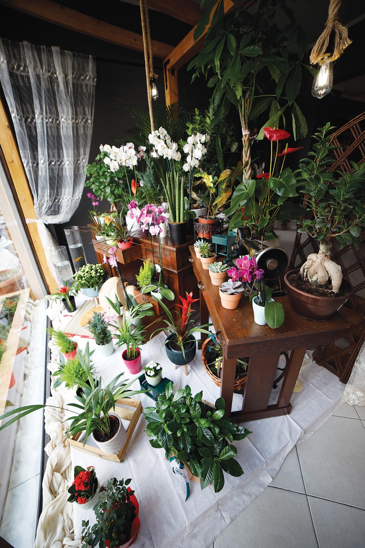 Bonsai Mekkos Flowers λουλούδια από τον τόπο σου
