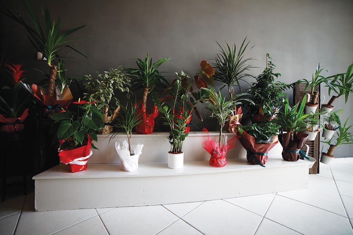 Bonsai Mekkos Flowers λουλούδια από τον τόπο σου