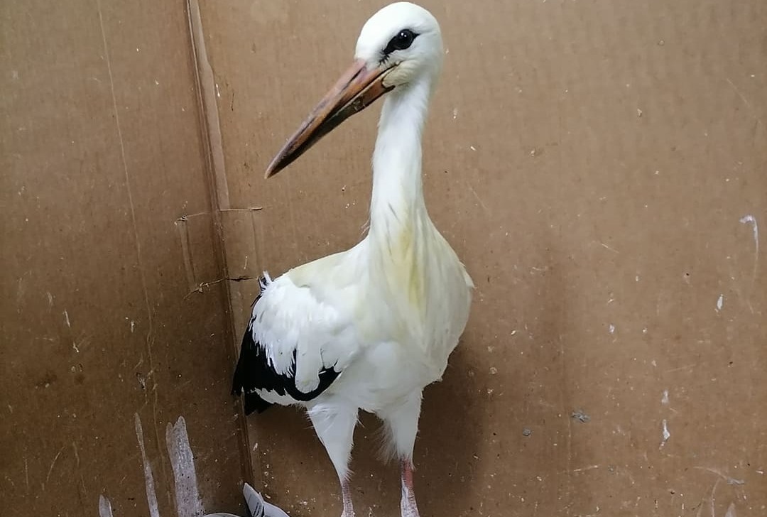 πελαργός | Xronos.gr